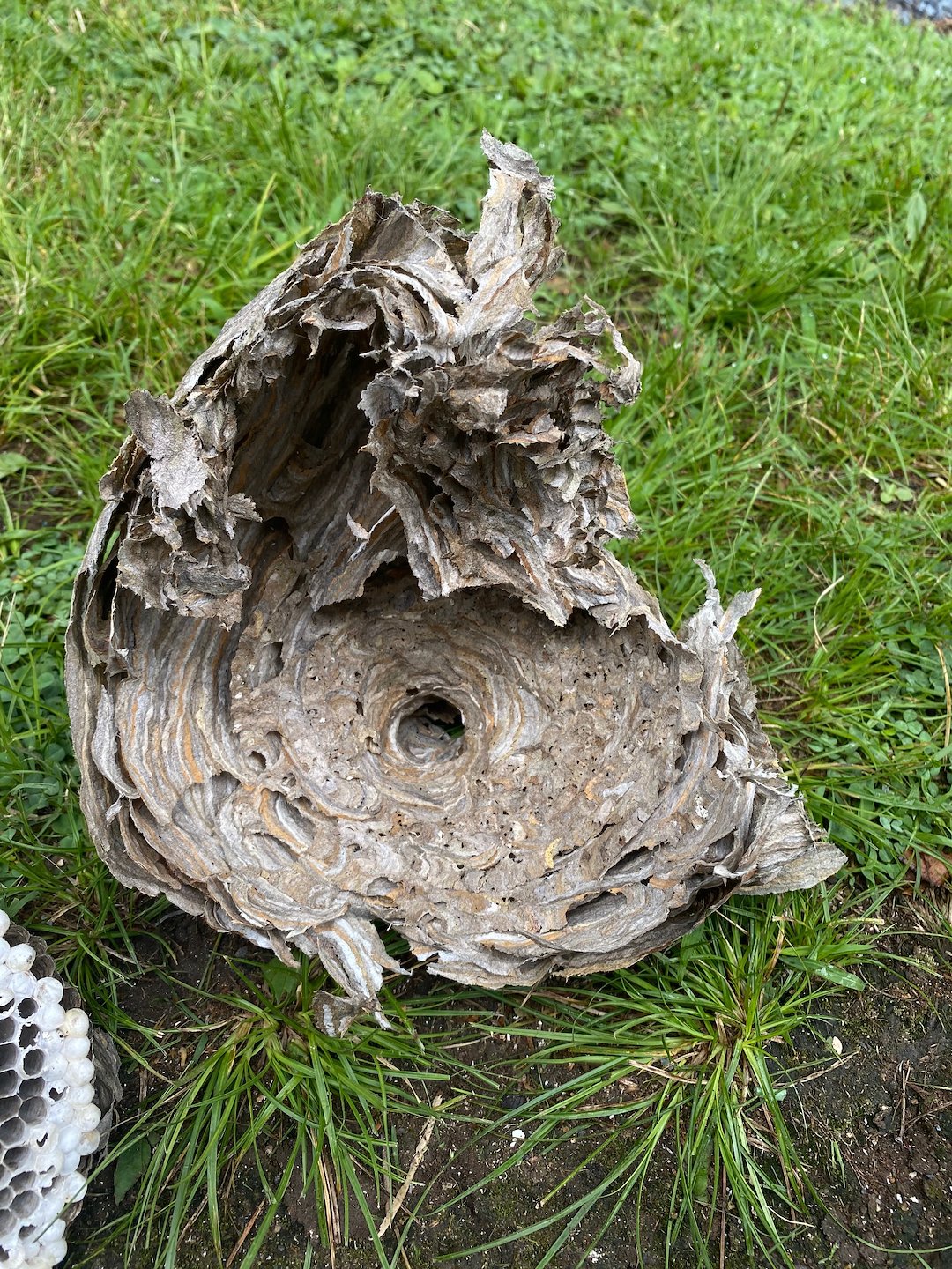 Quick acting service by Sentinel Pest Solutions in Asheboro, NC